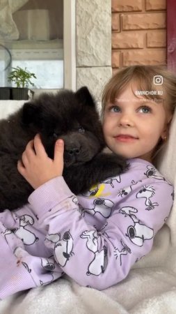 MiniChow ❤️ More info about available puppies - Insta: Minichow.ru