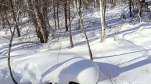 Проверка капканов часть 〽️ 17,удачно 👍