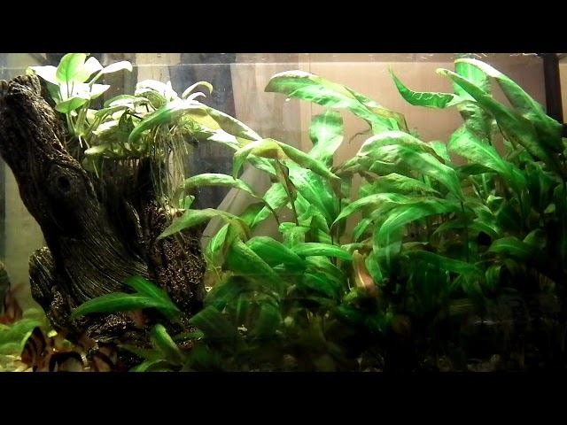 аквариум_DSCF2338