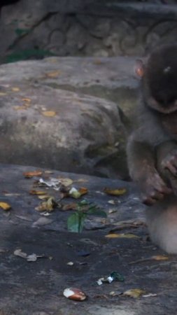 Monkey-The Angkor Monkey