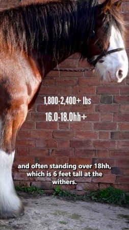 😍The SHIRE Horse! 🐴 #shorts #horse