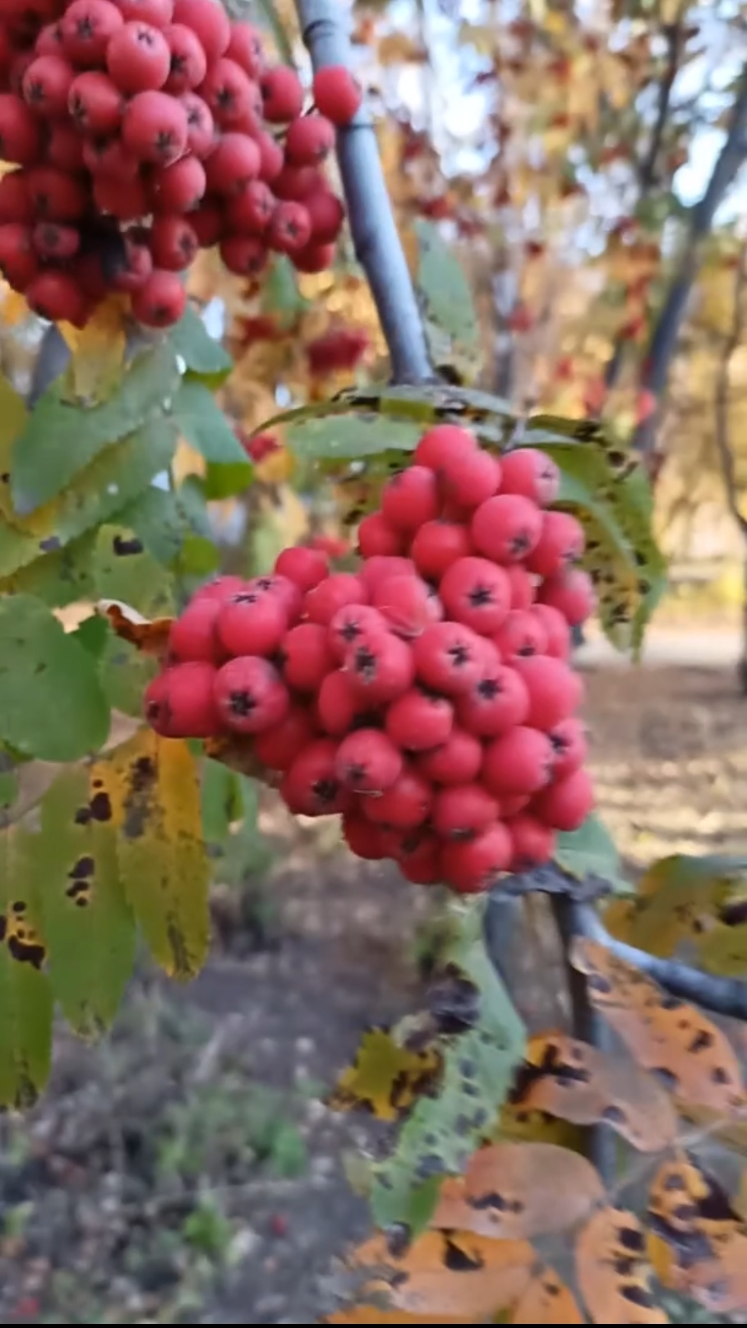 Осень наступила