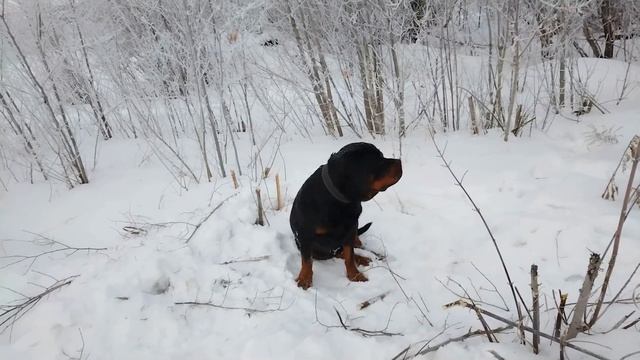 #РОТВЕЙЛЕР Граф. И это все о нем. Для друзей!
