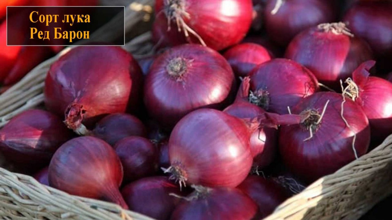 Сорт лука Ред Барон