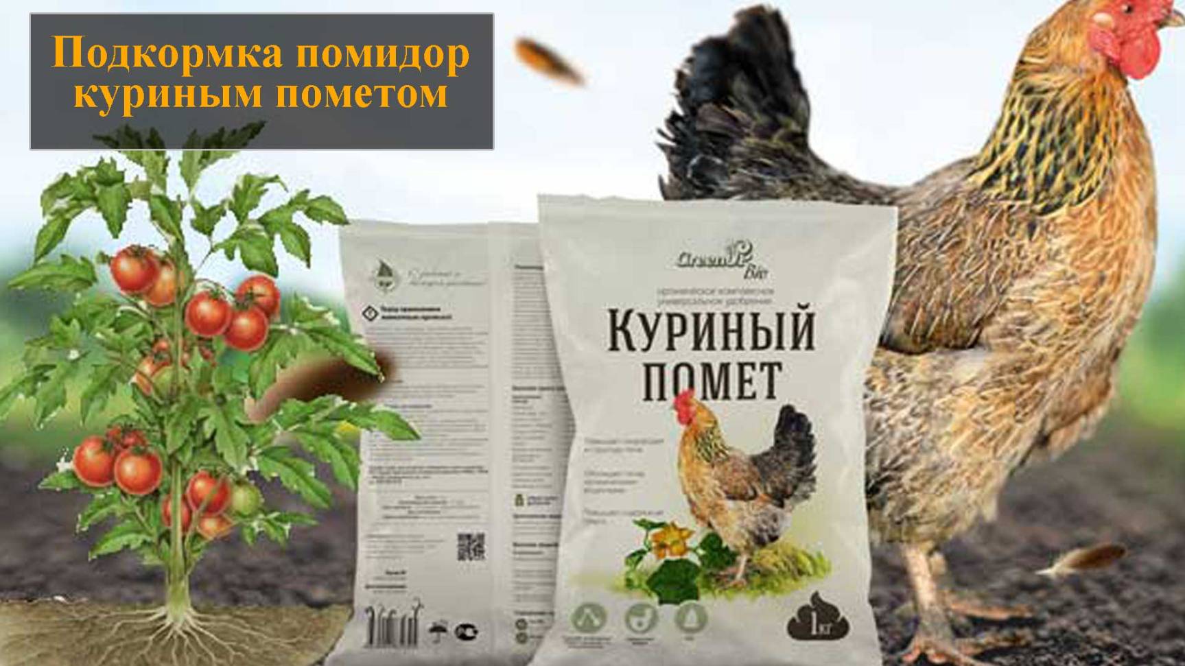 Подкормка помидор куриным пометом