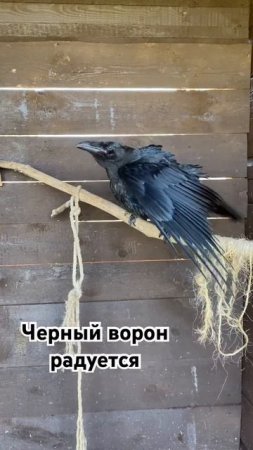 Машет хвостиком-знак приветствия #черныйворон #ворон #харли  #crow #птицы #voron