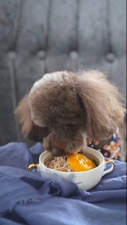 #Short #Dog #Best Dog's Life | Удивительная собака 2021 | Готовка собак 2021 | Умная собака 2021