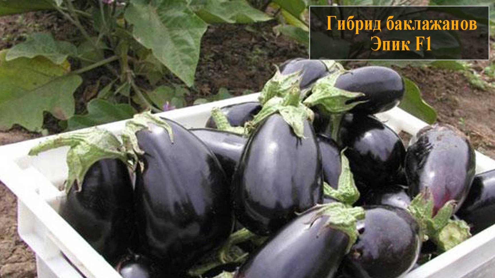 Гибрид баклажанов Эпик