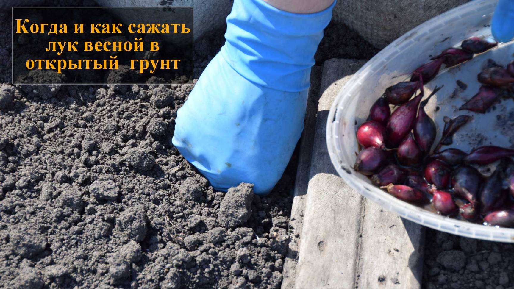 Когда сажать лук весной в открытый грунт