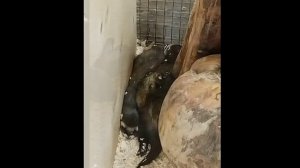 Черные камни