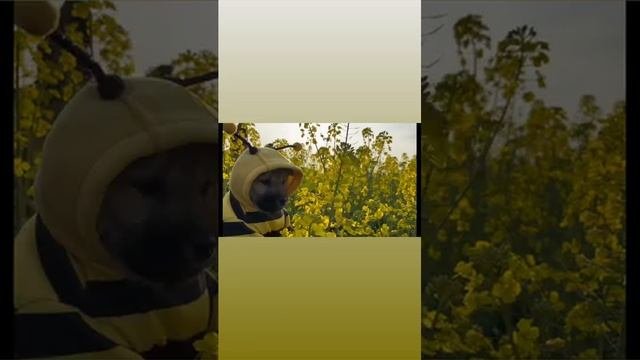 Сборник забавных и смешных видео о домашних животных – Эпизод 20