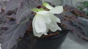 Бегония (гр. Iconia) Апрайт Вайт (Begonia Iconia Upright White)