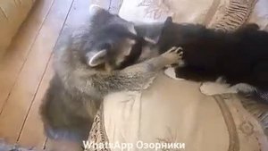 Дай поцелую
