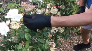 Huntington Rose Garden Tour PLUS Rose Care  | Planting  | Pruning  | Feeding