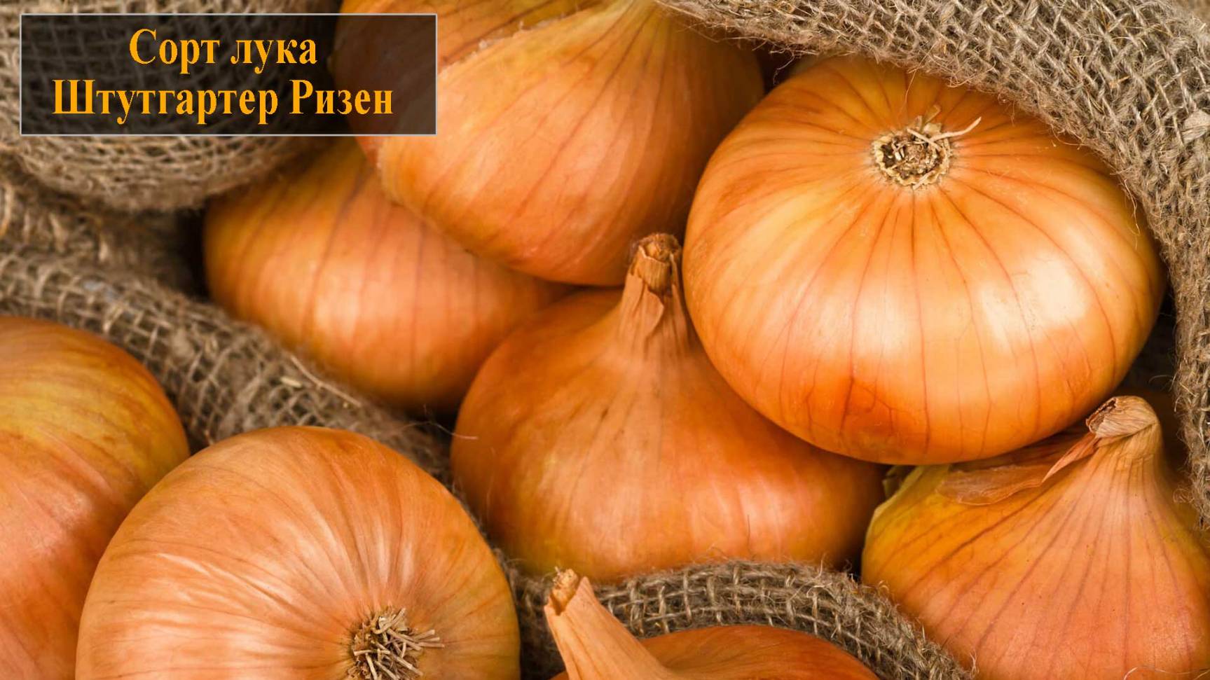 Лук сорта Штутгартер Ризен