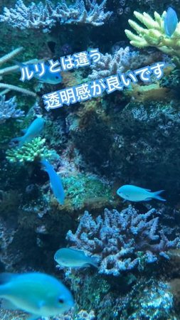 デバスズメダイ／アトア［YouTube水族館］