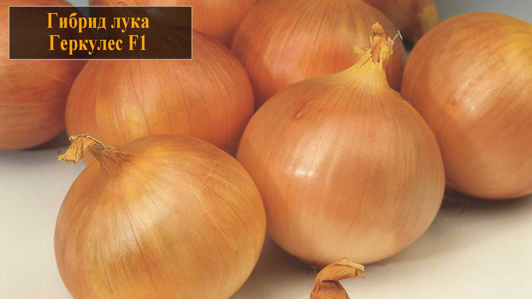 Гибрид лука Геркулес