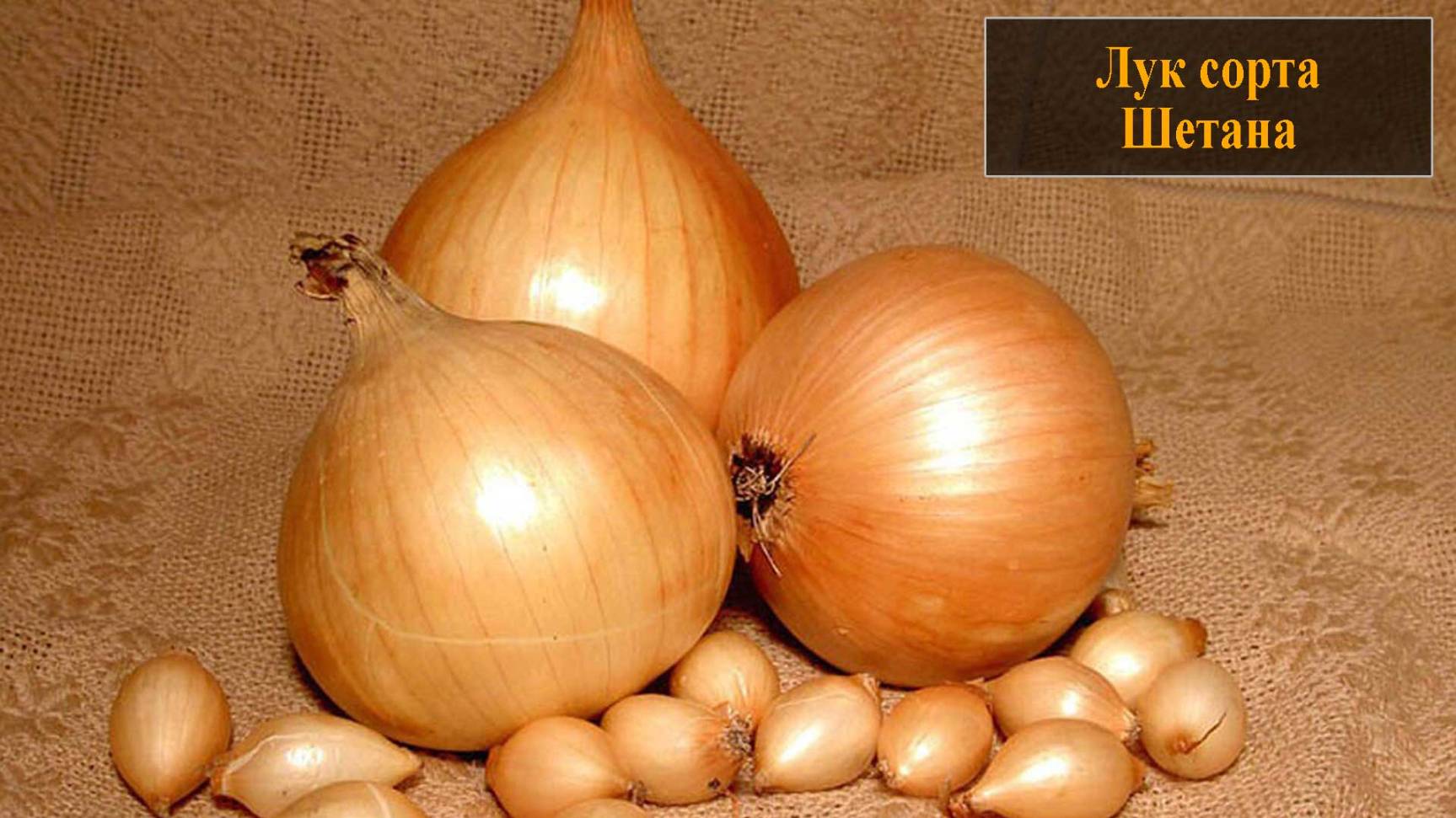 Лук сорта Шетана