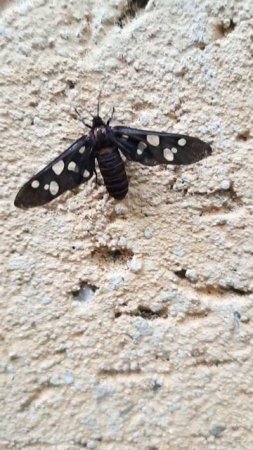 nine spotted moth 👀🐝 (දැකලා තිබ්බට නම දන්නේ නෑනේ) #nature #srilanka