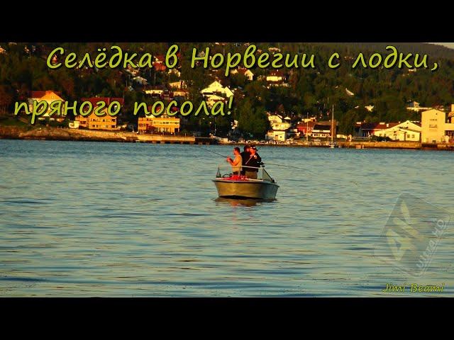 Селёдка в Норвегии с лодки! Рецепт пряного посолa! 4K.