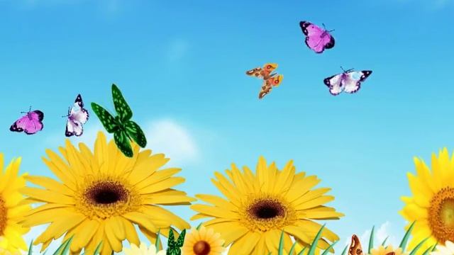 подсолнушки 3