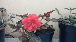 Бегония (гр. Iconia) Мисс Малибу (Begonia Iconia Miss Malibu)