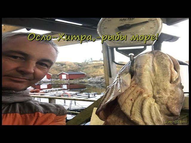 Путешествие за рыбой, из Осло на Хитру! Рыбы море! 4K.
