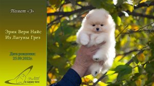 Эрик Вери Найс Из Лагуны Грез