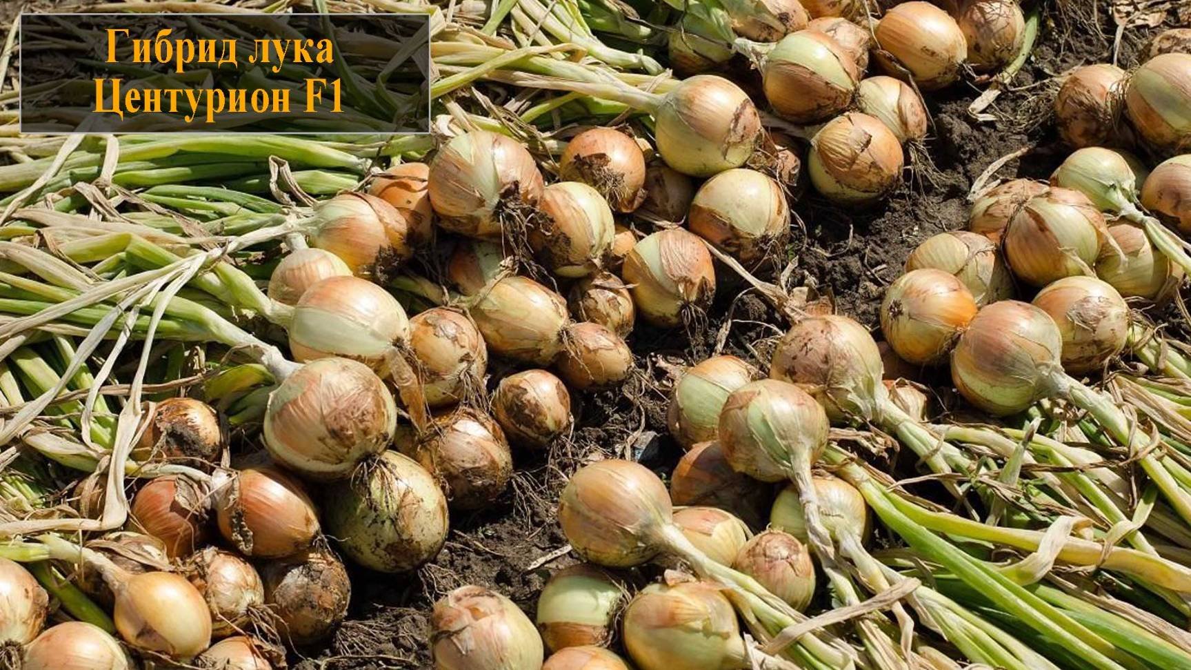 Гибрид лука Центурион