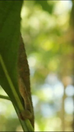 Chameleon Hiding from camera