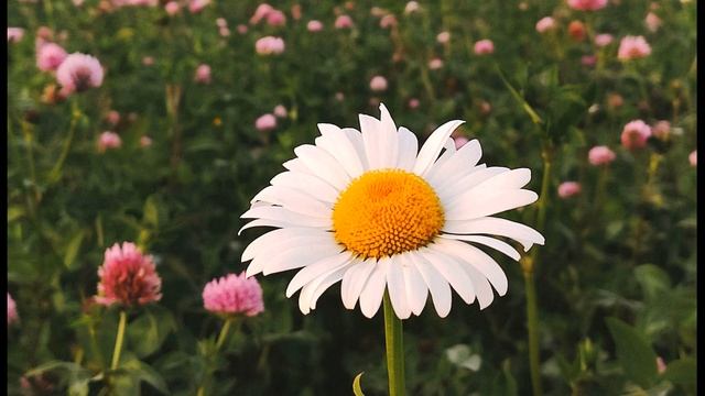 И  Бунин  Полевые цветы #философскаялирика #поэтысеребряноговека