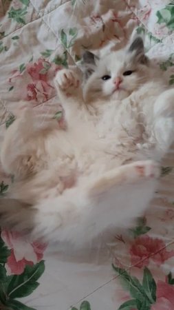Танцор рэгдолл, котята и шоу производители. Dancer ragdoll, kittens and show producers.