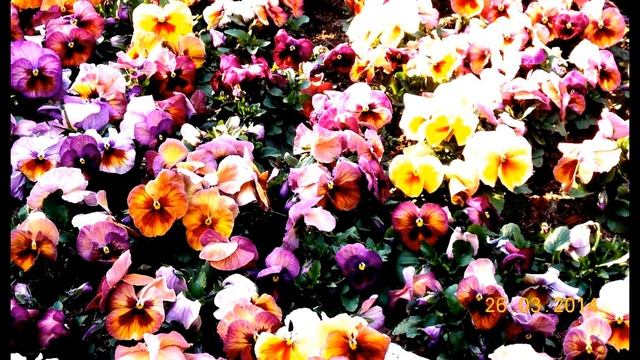 Б  Ахмадулина  Цветы #философскаялирика #поэты20века