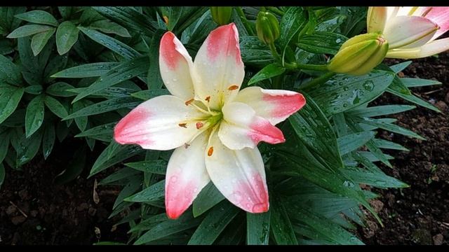 Н  Гумилёв  Сомнение  #стихиолюбви #поэтысеребряноговека