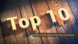 Топ - 10 Животных находящихся на грани вымирания.