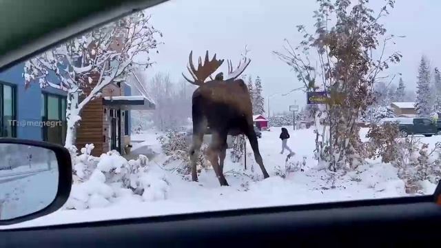 Размеры взрослого самца лося при близком рассмотрении действительно впечатляют