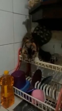 Si Pusi Ngerecokin Rak Piring