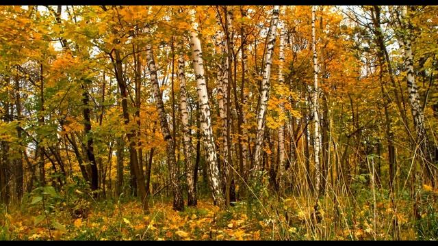 Б  Пастернак  Золотая осень  #стихиобосени #поэтысеребряноговека