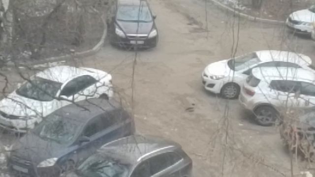 Ворона ходит по автостоянке. VID_20250210_114259