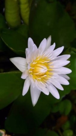 Лотос орехоносный (Nelumbo nuciferа), 3-661.11.01