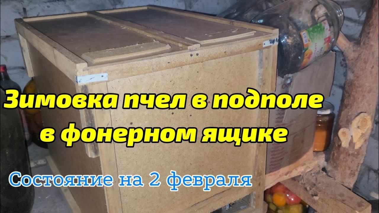 Как проходит зимовка пчёл в подполе в фанерном ящике! Состояние на 2 февраля