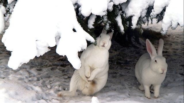 А  Барто  Дело было в январе  #стихиозиме #стихидетям #поэты20века