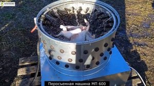 Перосъемная машина МП600 в работе с четырмя тушками