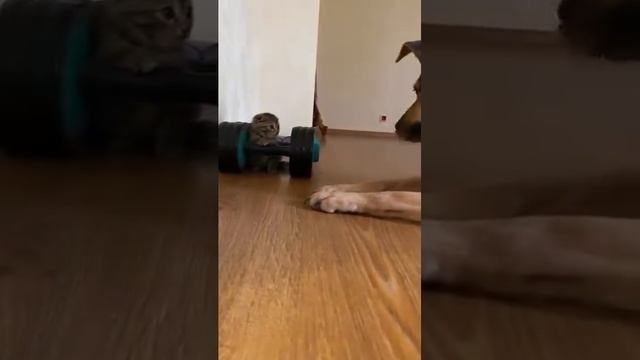 Сборник забавных и смешных видео о домашних животных – Эпизод 22