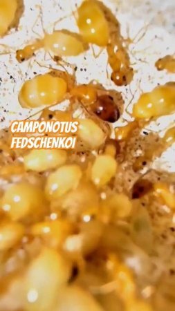 Mis #hormigas #camponotus #fedtschenkoi se están animando 😍😍❤️🔥🔥