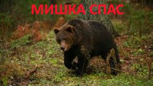 Медведь спас. Интересная история про медведя.