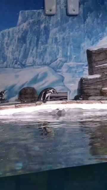 Владивосток.океанариум.пингвины
