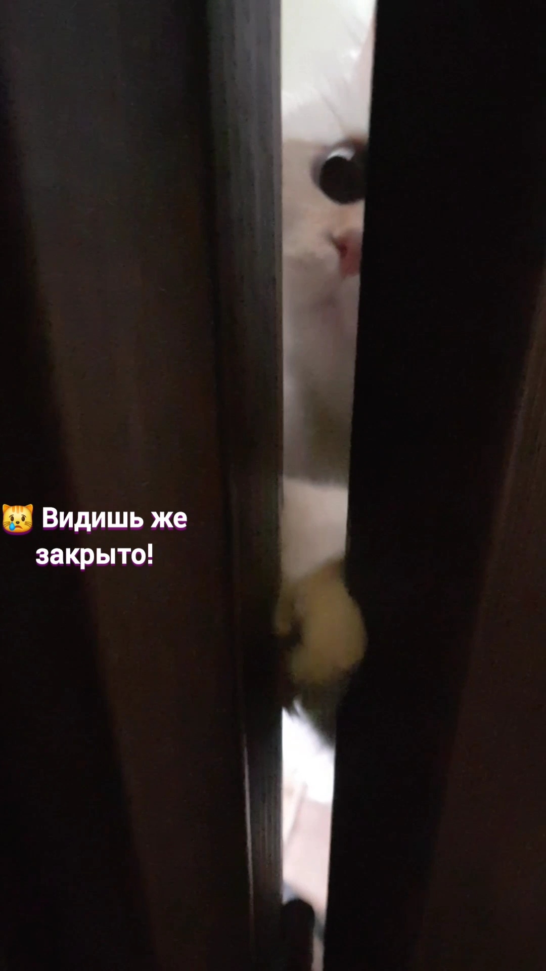Эйлифр и его домашние проблемы с закрытыми дверями