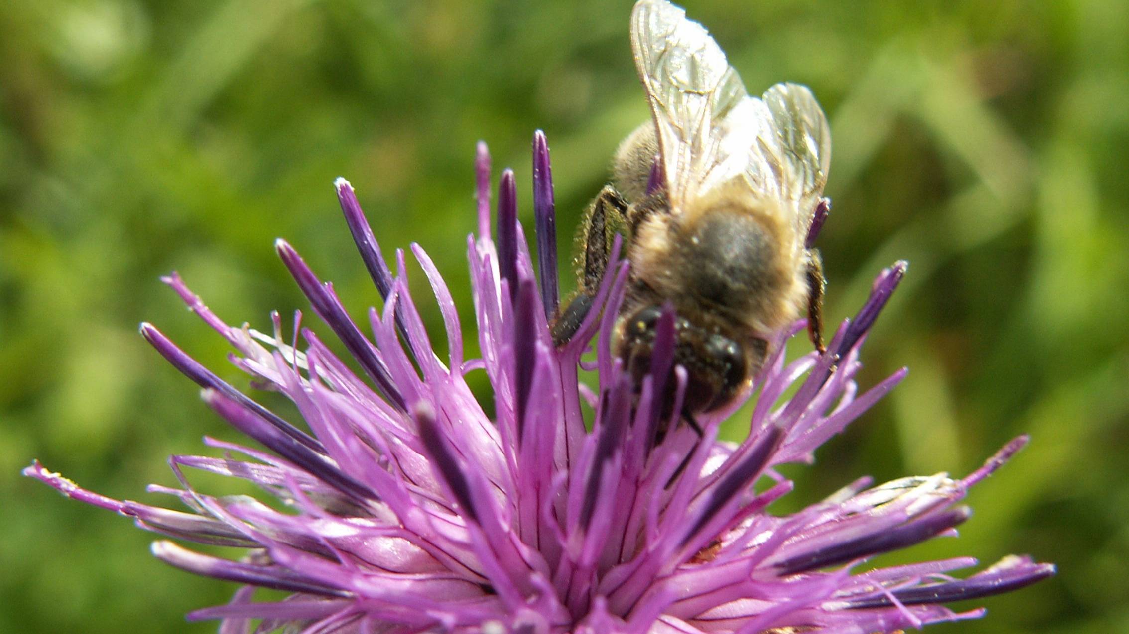 Поздние отводки