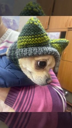 ✅️шапки для питомцев🐕
вязаниедлясобак
шапкидлясобак
вяжемдлясобак
вязаниедлясобак